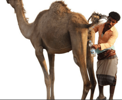 The Miracle of the Camel Urine - Educated Muslim